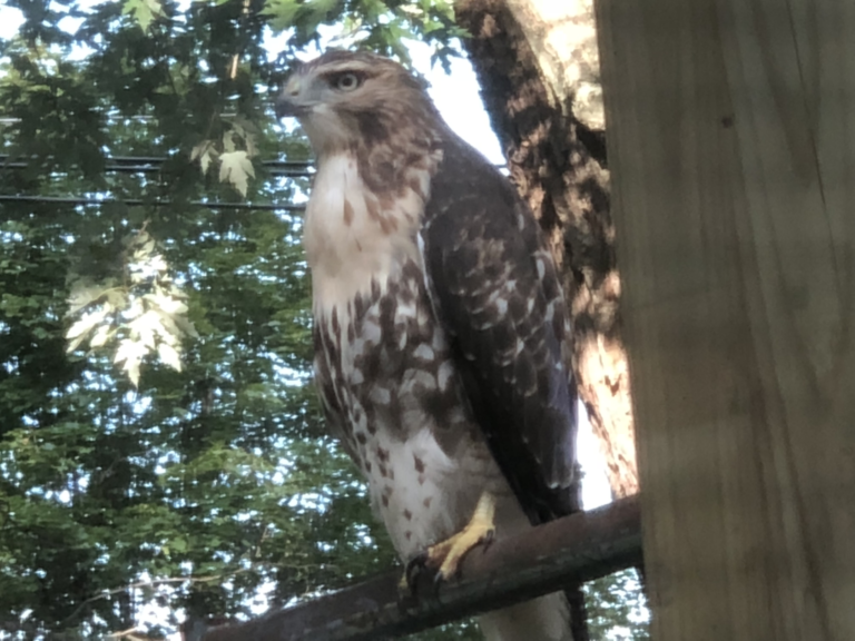 One of Many Hawks that Frequent our Home | Real Life Real Issues & The ...
