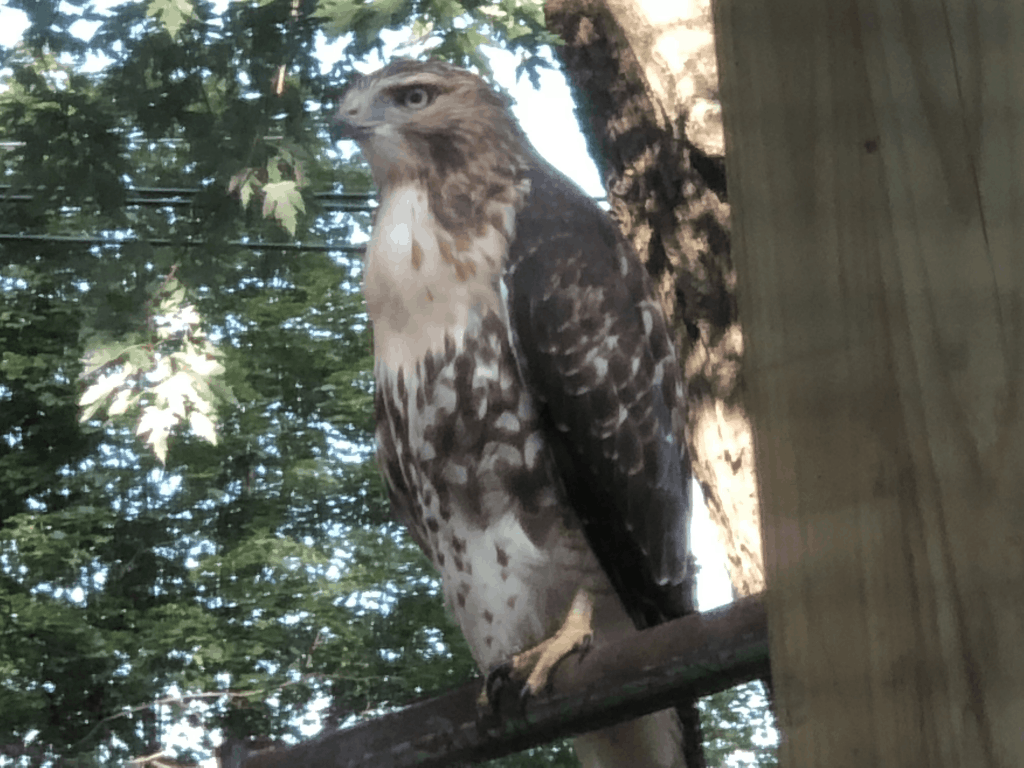 One of Many Hawks that Frequent our Home | Real Life Real Issues & The ...